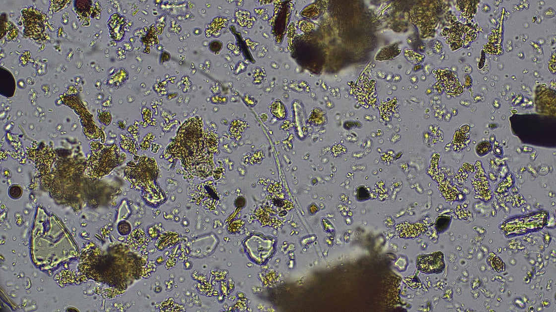The Science of Residue Breakdown: Fungi vs. Bacteria – AgriBio Systems