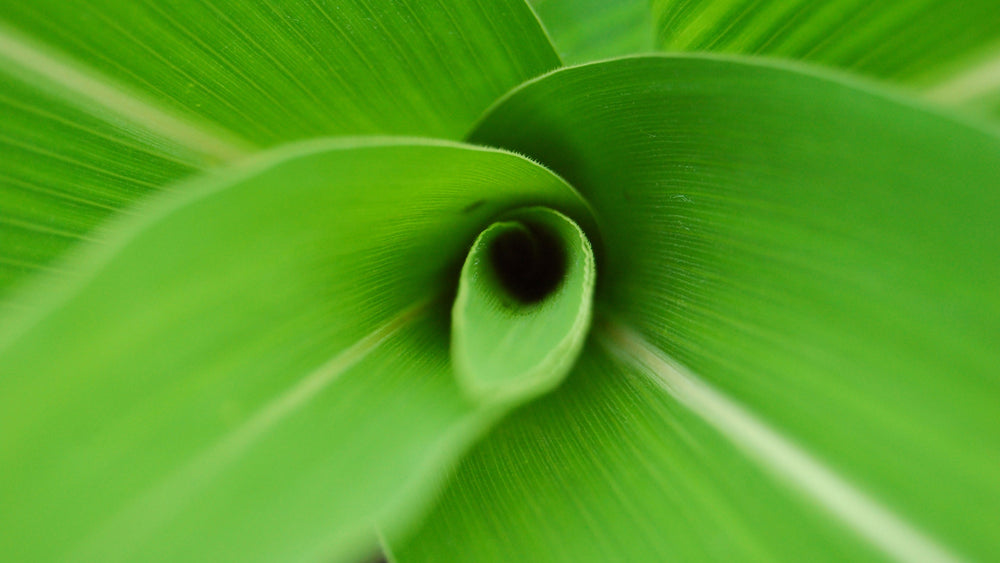 The Forgotten Elements Series, Part 12: Zinc – AgriBio Systems